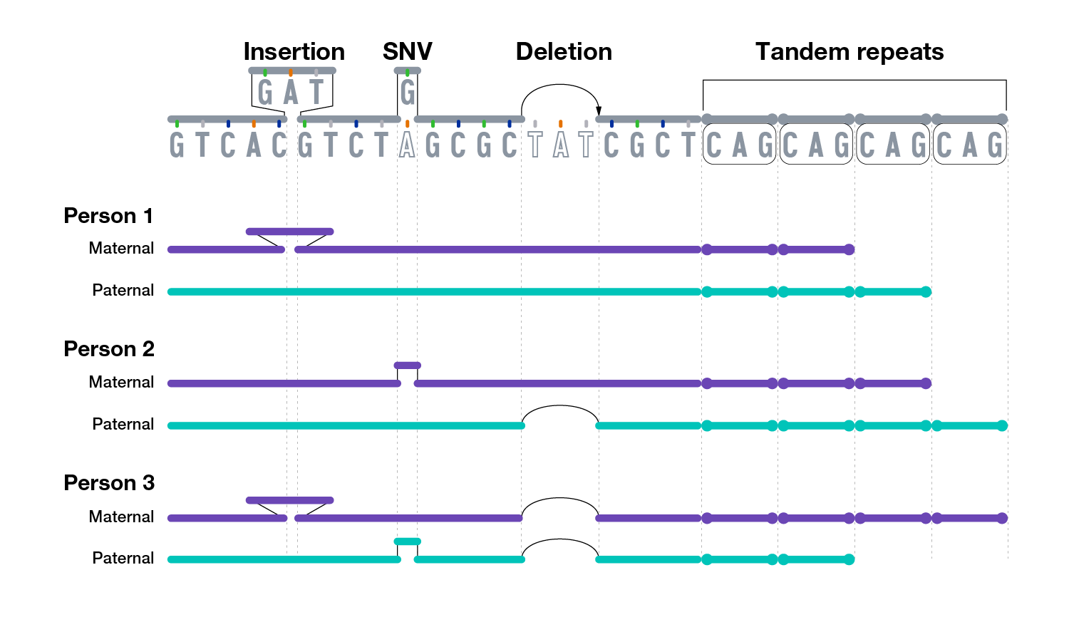 Human Genomic Variation